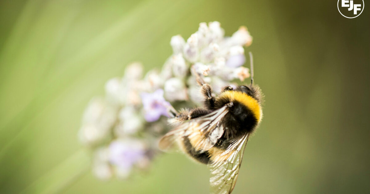 Environmental Justice Foundation | Bee Coalition welcomes new…