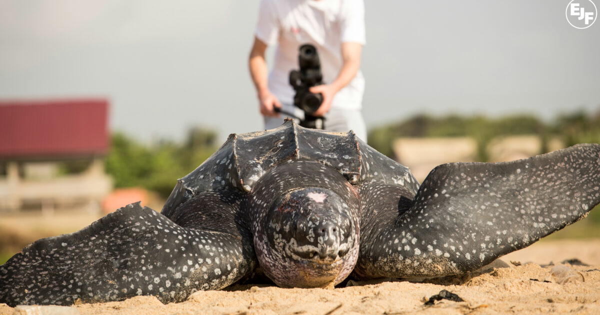 Environmental Justice Foundation | My marathon run for turtles