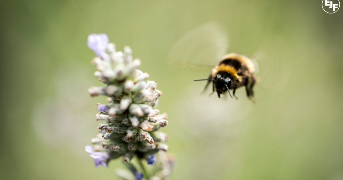 Environmental Justice Foundation | What allotments mean for bees - an…