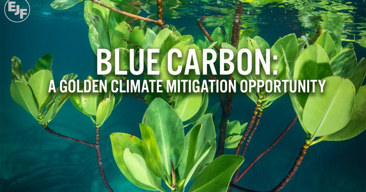 Environmental Justice Foundation | Blue carbon: a golden climate…