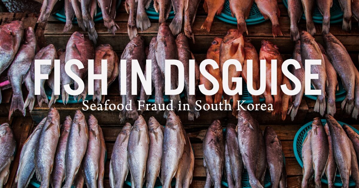 Environmental Justice Foundation | Fish in Disguise: Seafood Fraud in…