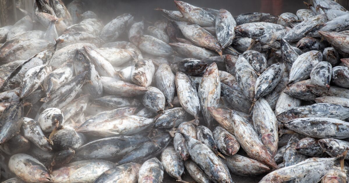 Environmental Justice Foundation | Zhejiang Ocean Family's fishing…