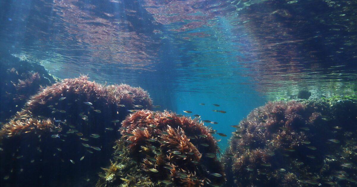 Environmental Justice Foundation | Defending marine wildlife in Europe