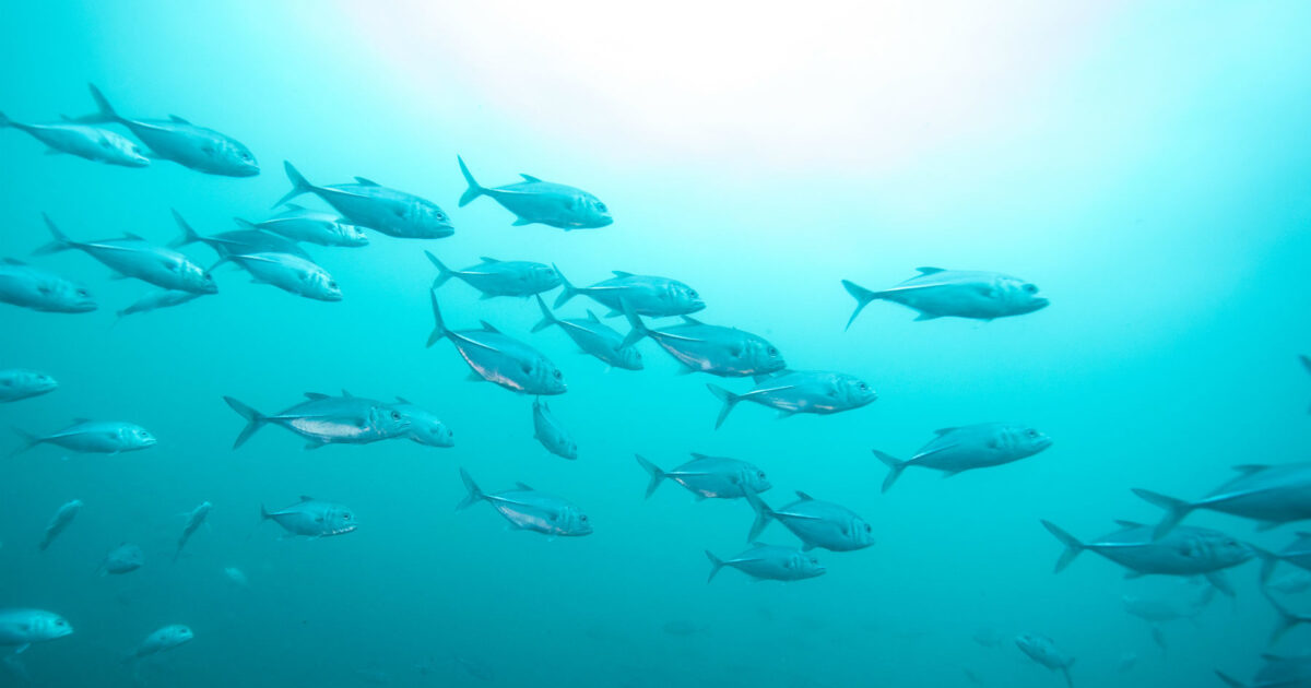 Environmental Justice Foundation | Climate change poetry collection…