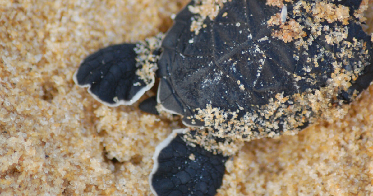 Environmental Justice Foundation | EJF in the field: Turtle nesting…