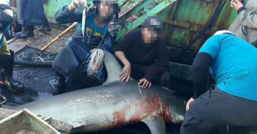 Environmental Justice Foundation | Slipping Through the Net