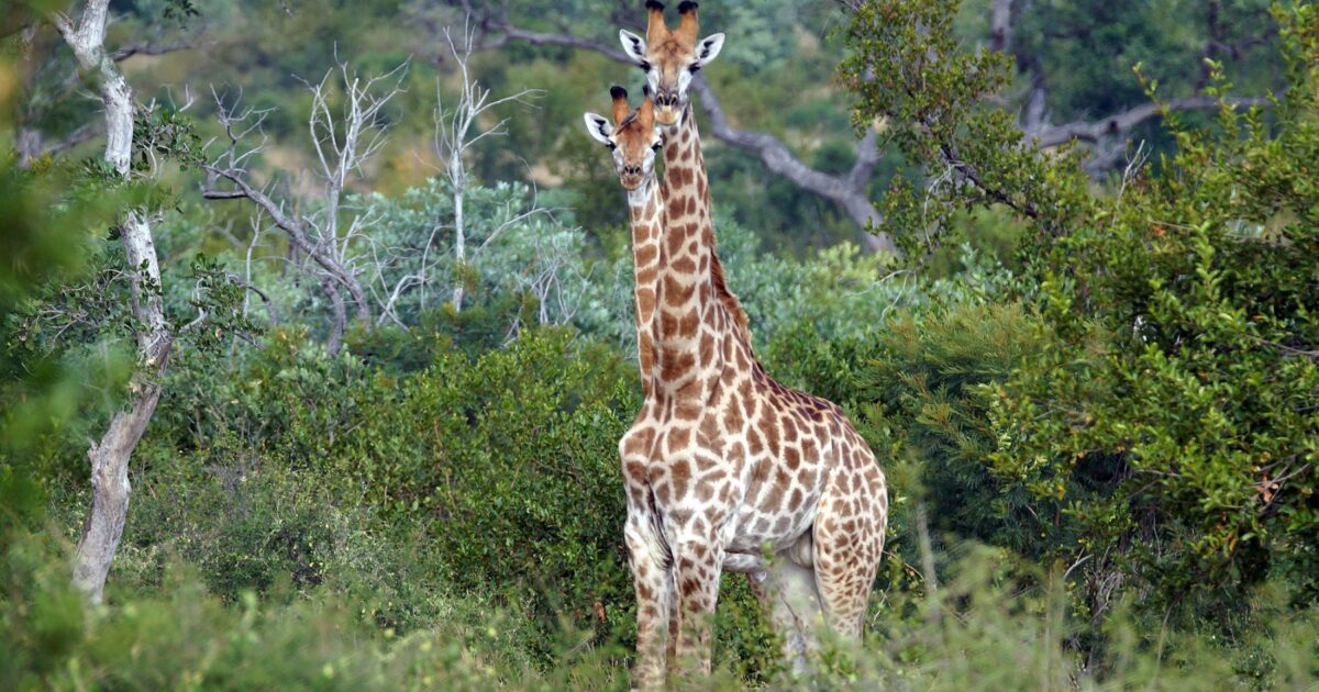 Environmental Justice Foundation | World Wildlife Day: Protect nature…