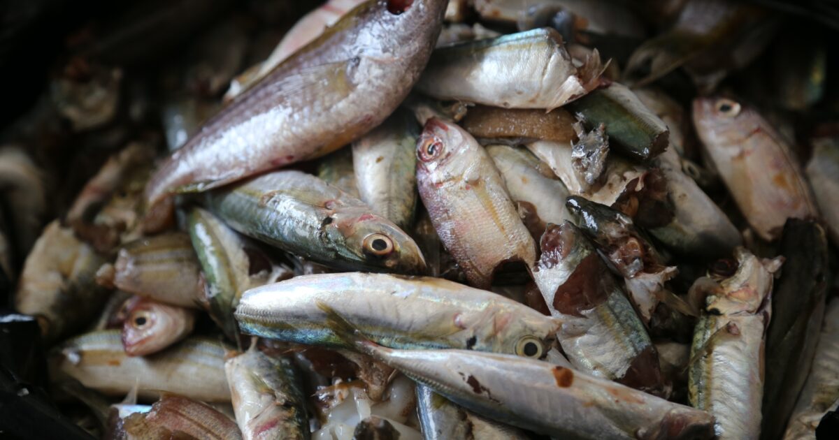 Environmental Justice Foundation | EU WARNS CAMEROON: DO MORE TO STOP…