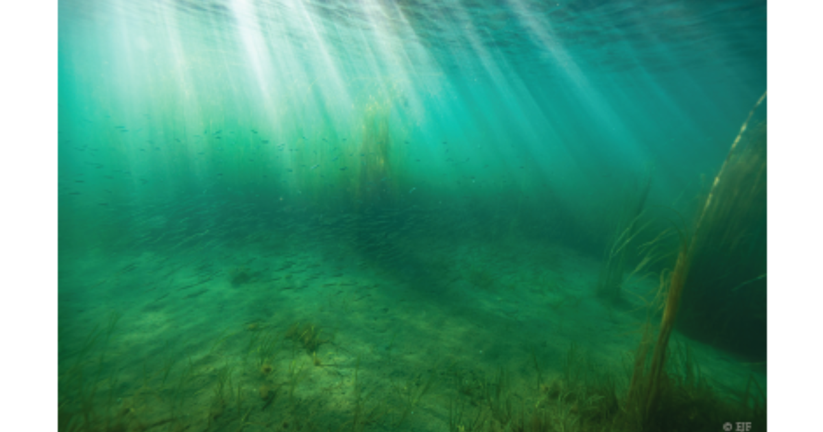 Environmental Justice Foundation | Ocean action is climate action: A…