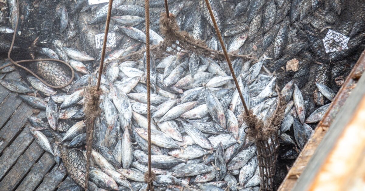 Environmental Justice Foundation | Inaccurate EU catch reporting…