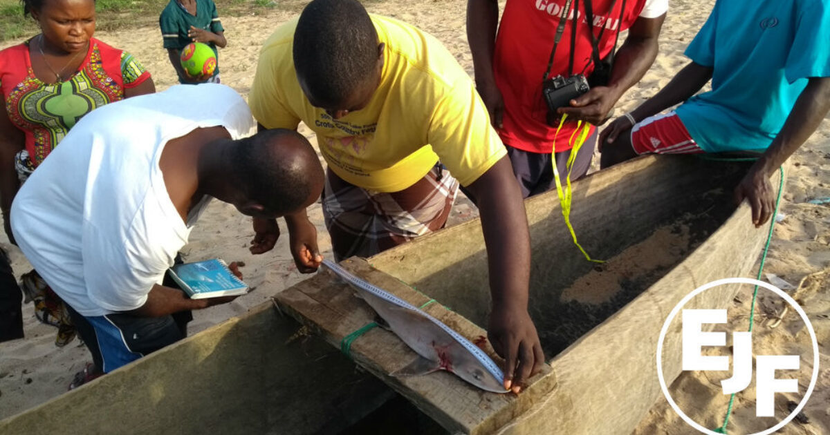 Environmental Justice Foundation | Citizen scientists from Liberian…
