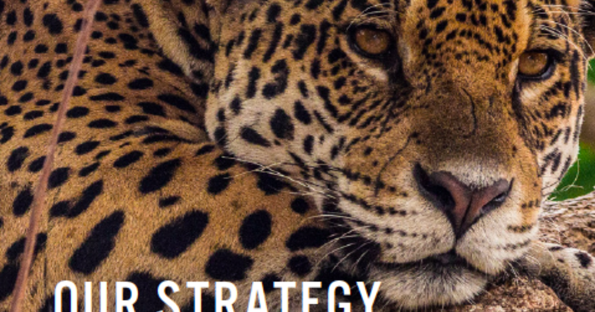 Environmental Justice Foundation | Our strategy