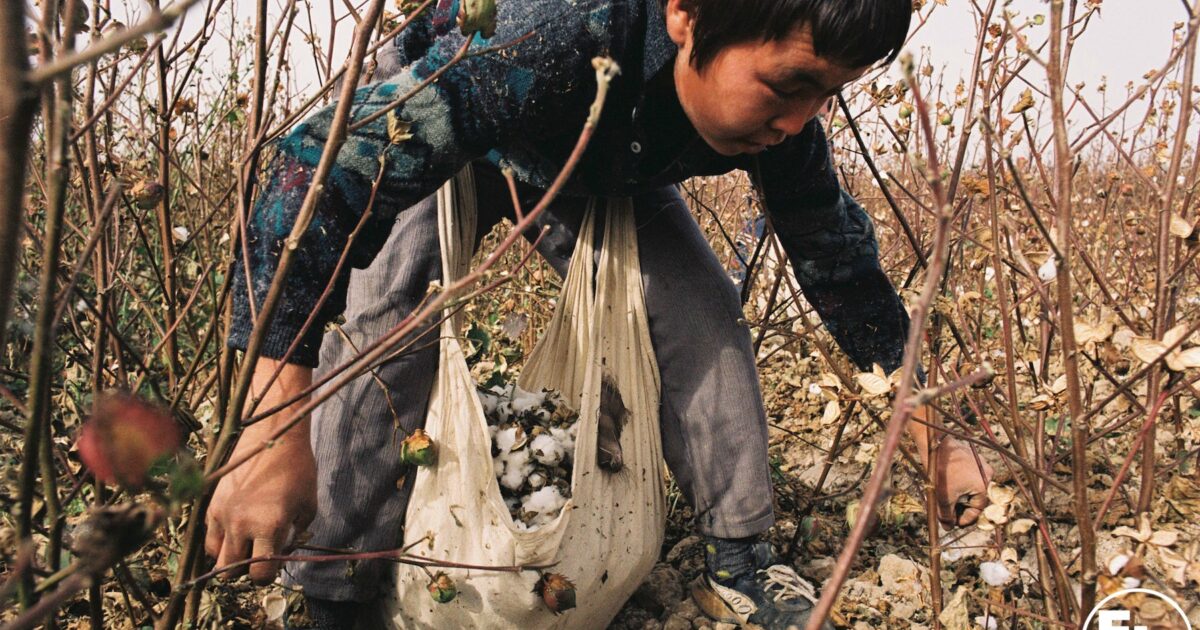 Environmental Justice Foundation | Don't forget the cotton fields