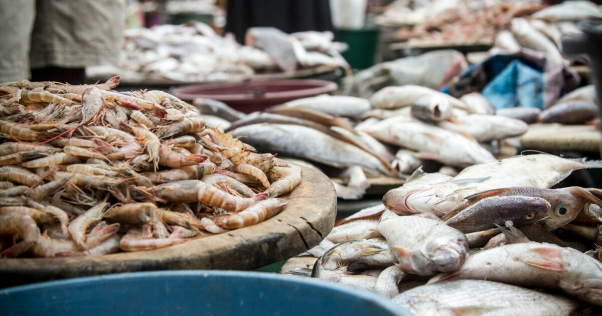 Environmental Justice Foundation | Leading businesses, NGOs and…