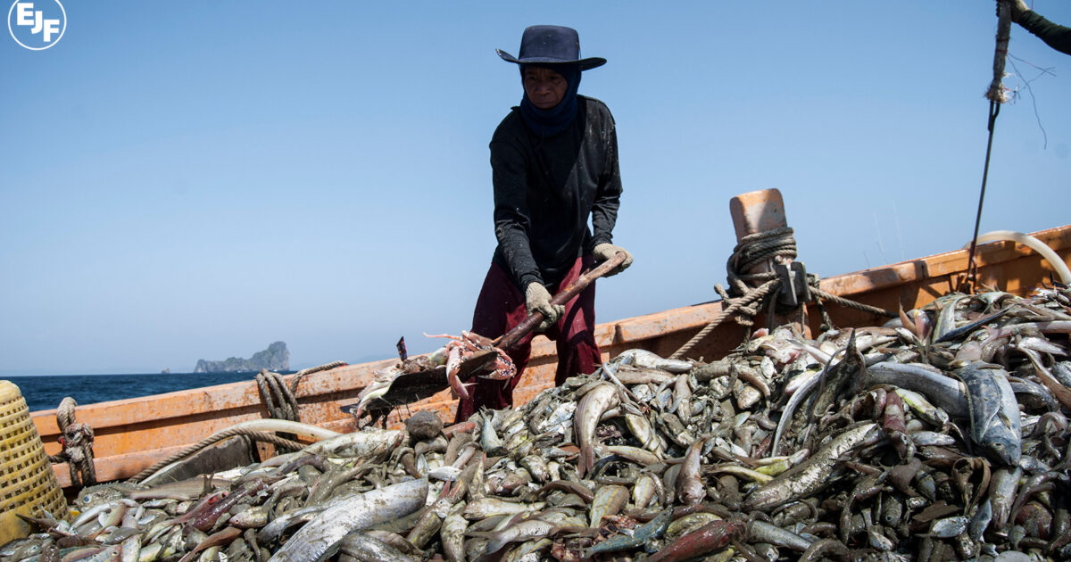 Environmental Justice Foundation | Overfishing and pirate fishing…