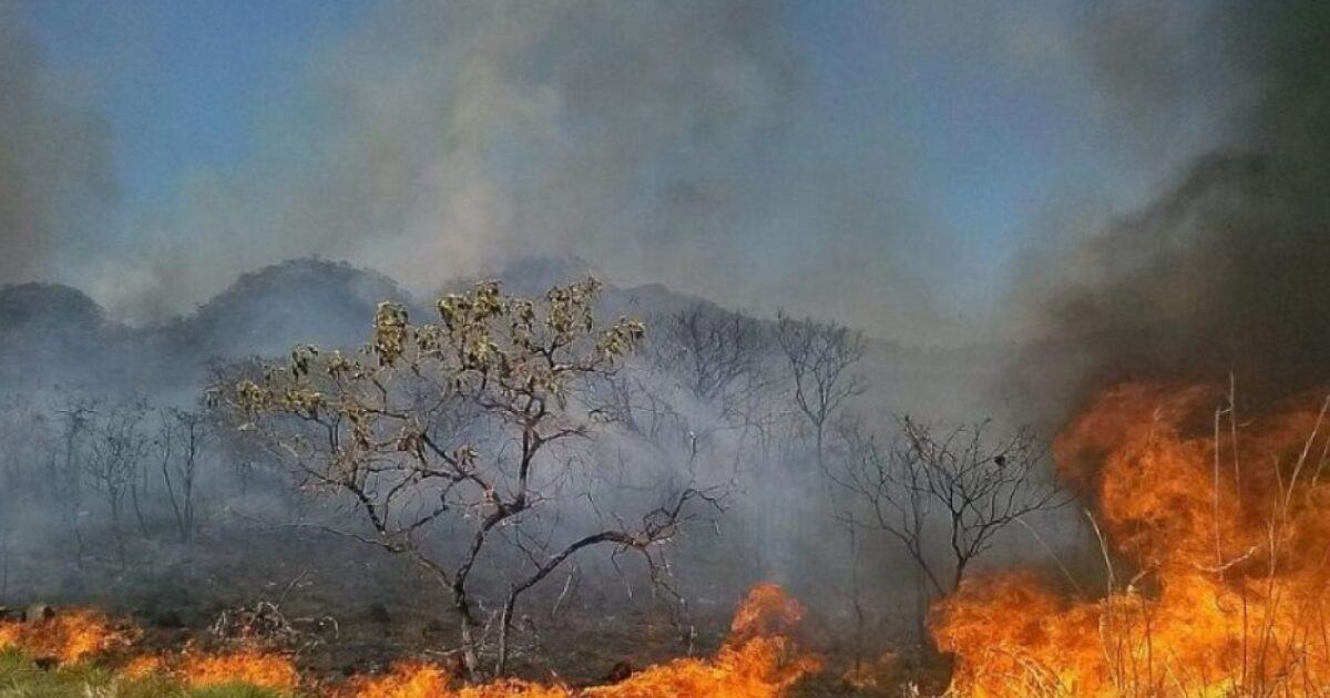 Environmental Justice Foundation | Blood and Fire: The burning Amazon…