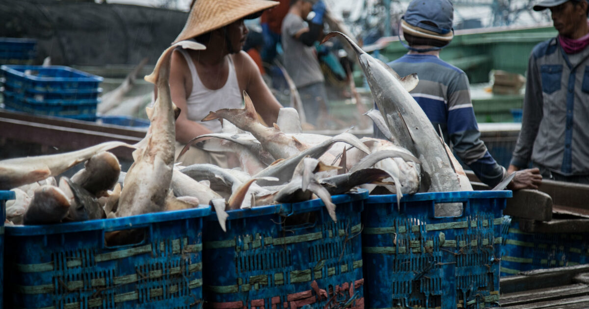 Environmental Justice Foundation | Taiwan must tighten regulations to…