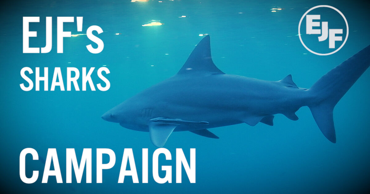 Environmental Justice Foundation | EJF's Sharks Campaign