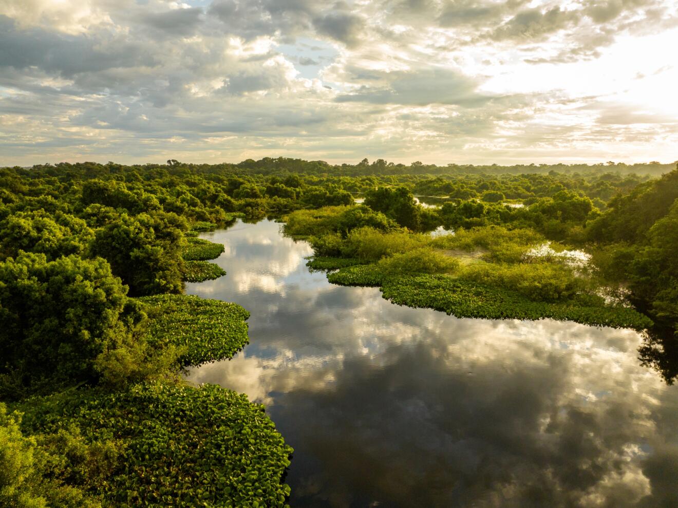 Environmental Justice Foundation | Protecting the Pantanal